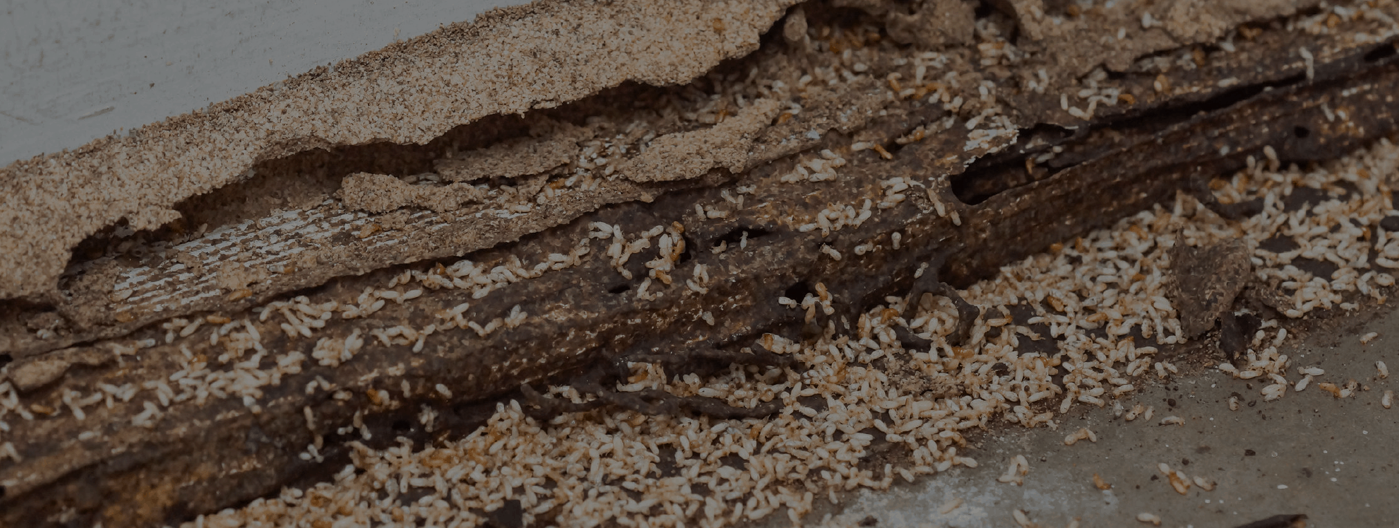 Termite Control Melbourne | Same Day Termite Inspection | 03 4505 2416