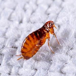 Possum Removal Melbourne, VIC | Dead Possum Removal